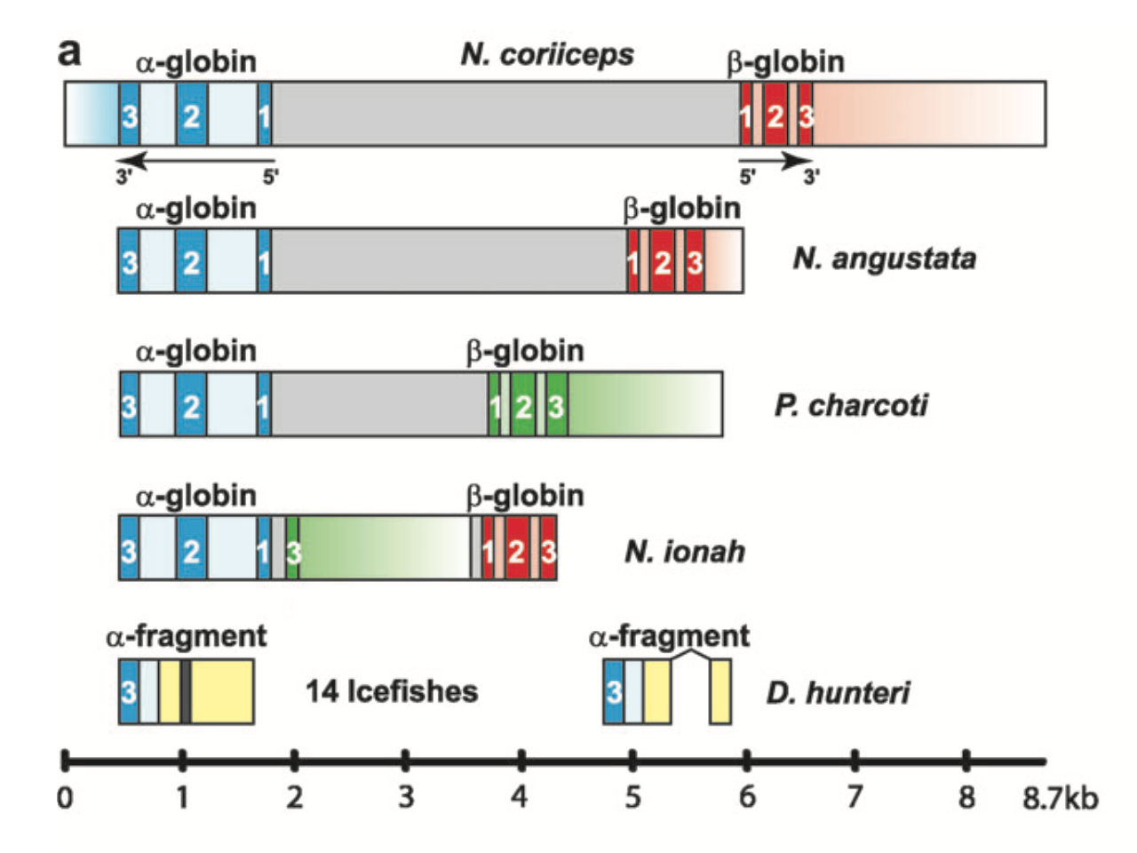 The Icefish – excalculus